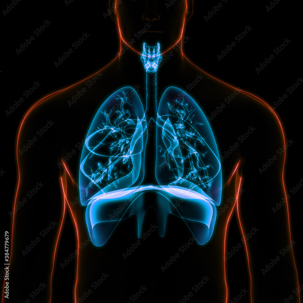 Human Respiratory System Lungs with Diaphragm Anatomy Stock ...