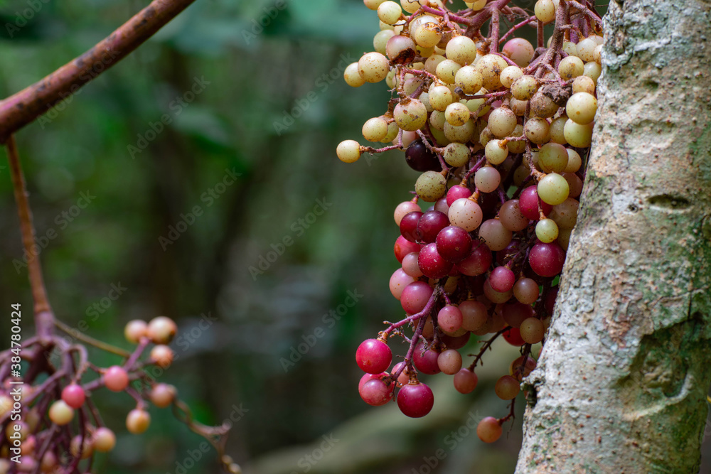 Ampelocissus martinii Planch.Wild grapes, a plant that looks like ...