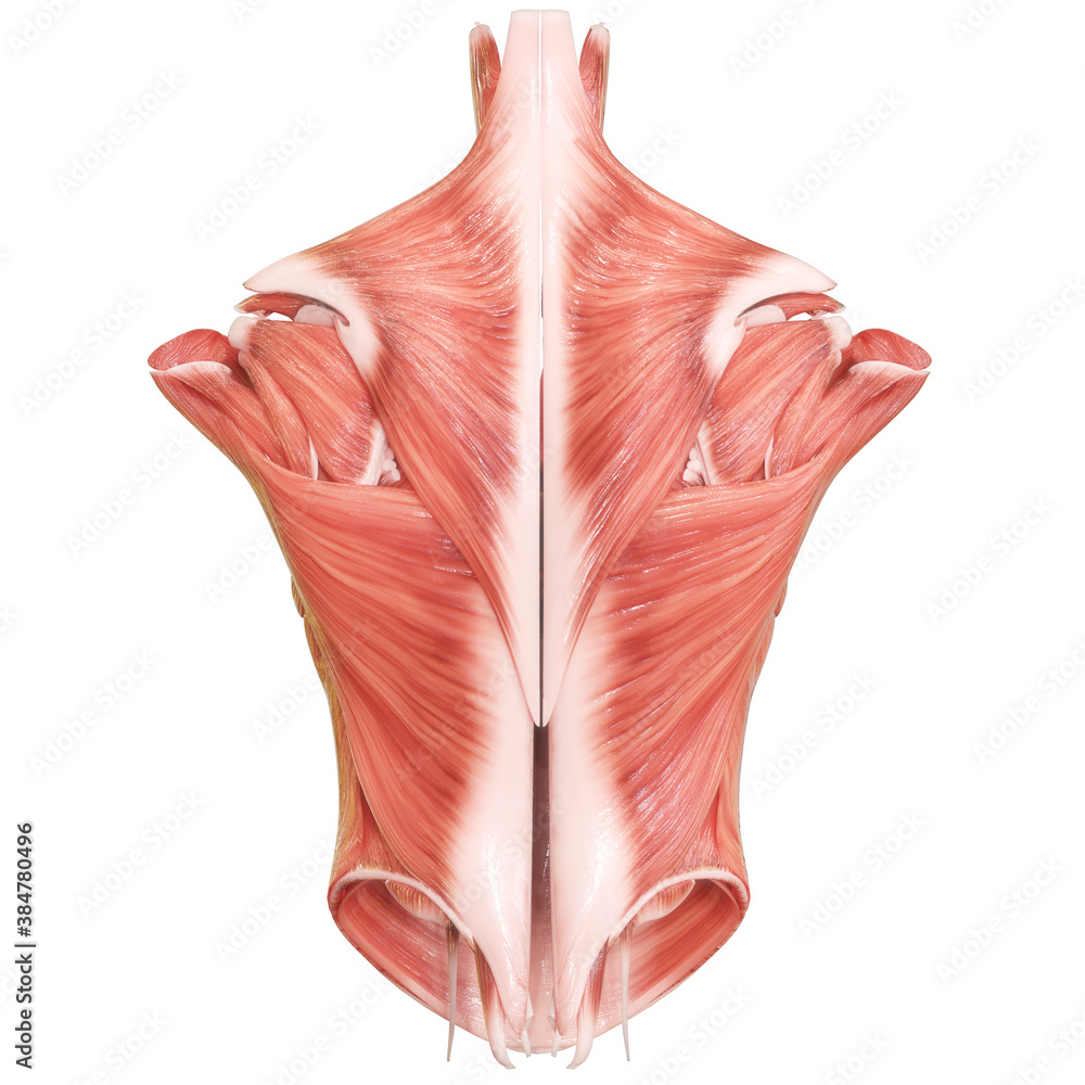 Human Body Muscular System Torso Muscles Anatomy Stock Illustration ...