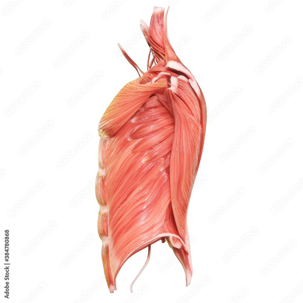 Human Body Muscular System Torso Muscles Anatomy Stock Illustration ...