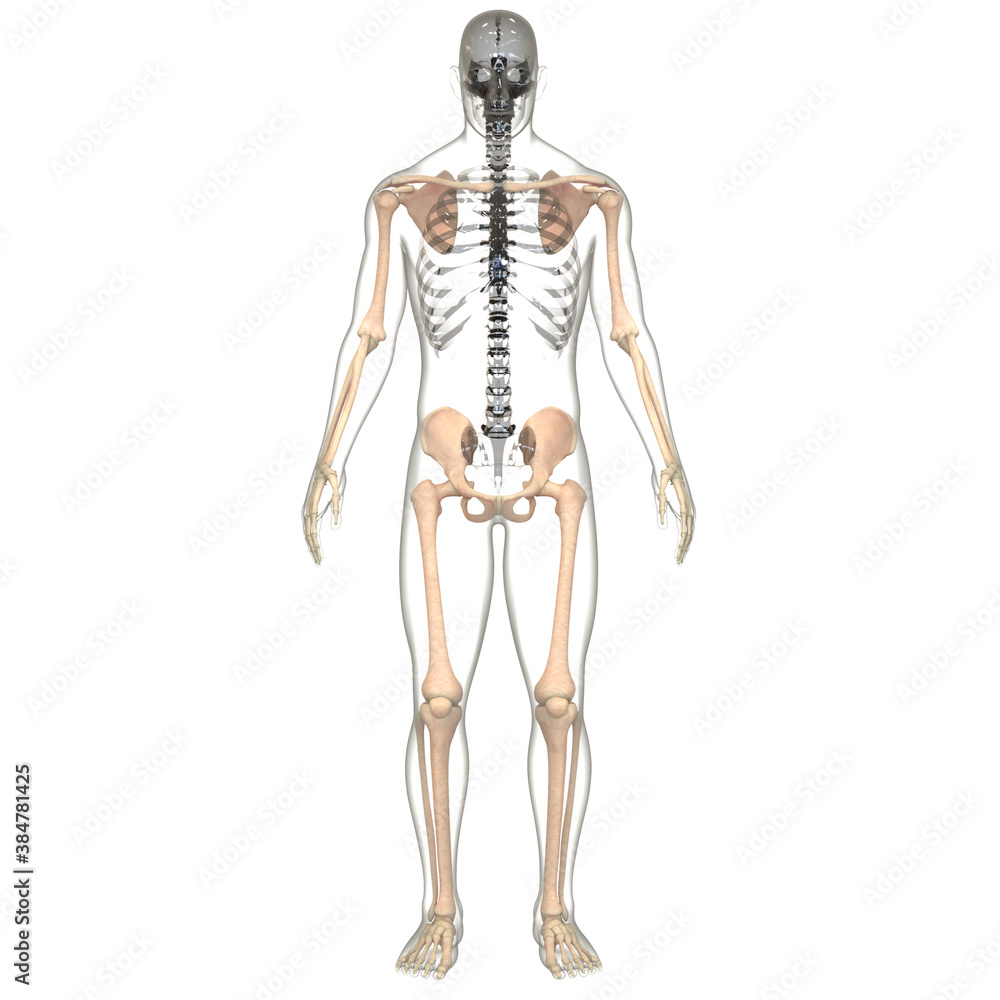 Human Skeleton System Appendicular Skeleton Anatomy Stock Illustration ...