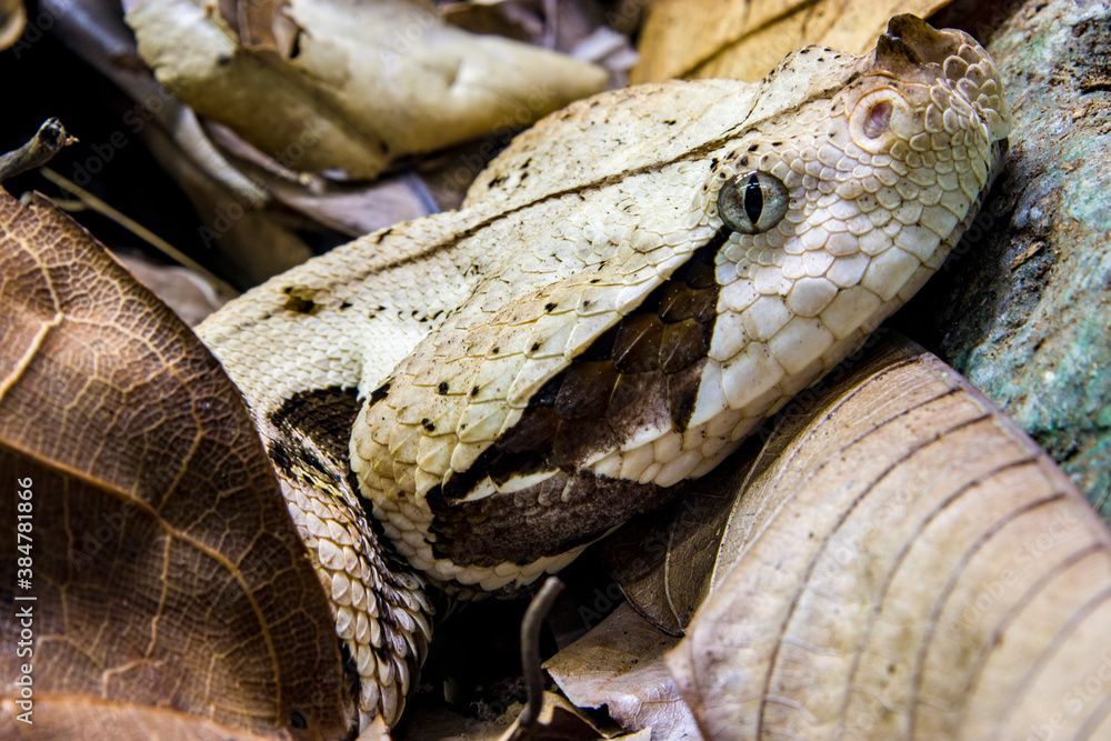 Foto de The Gaboon viper (Bitis gabonica) is a viper species found in ...