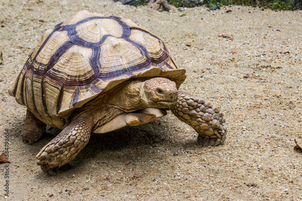 The African spurred tortoise (Centrochelys sulcata) is a species of ...