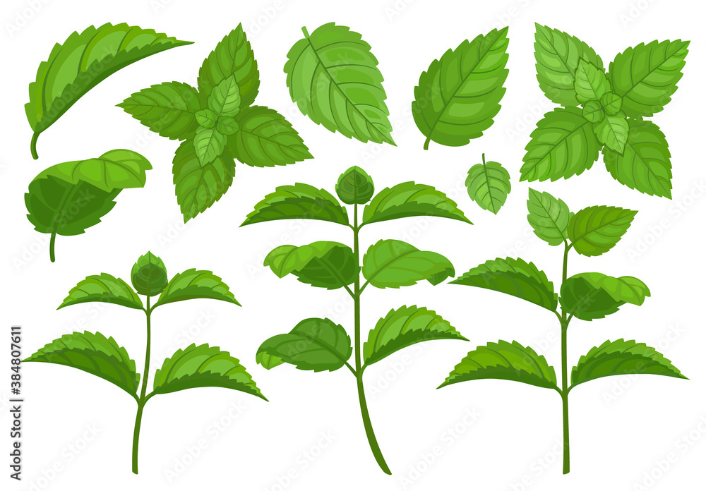 Vecteur Stock Mint leaf cartoon vector set illustration of icon.Fresh ...