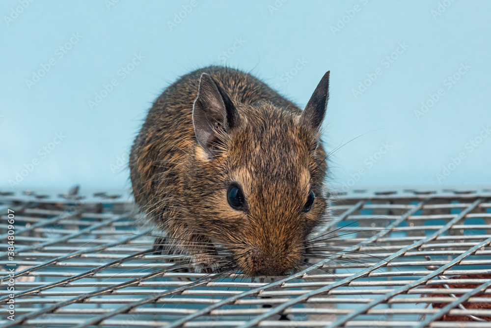 Little cute gray mouse Degu close-up. Exotic animal for domestic life ...