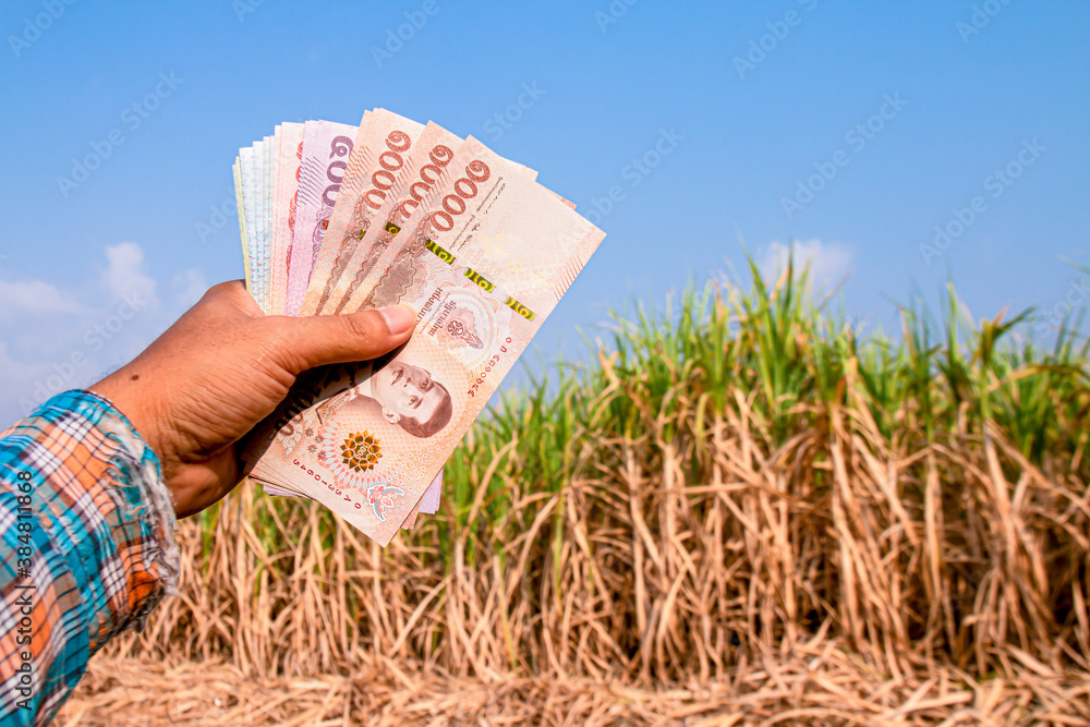 money in hand sugarcane farmers, banknote money thai baht in the hand ...