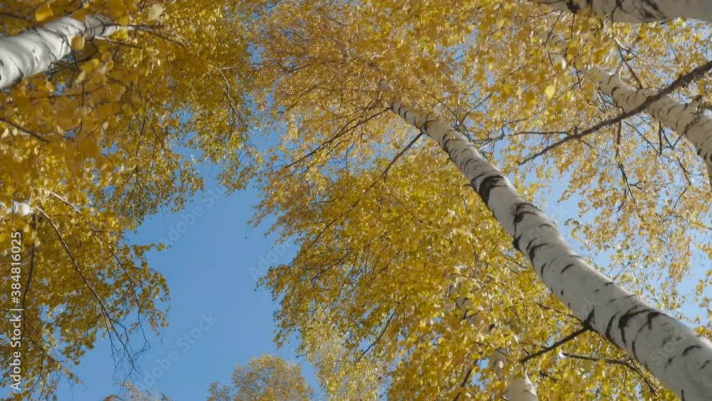 Golden tree leaves at blue sky. Beautiful leaves swinging on a tree in ...