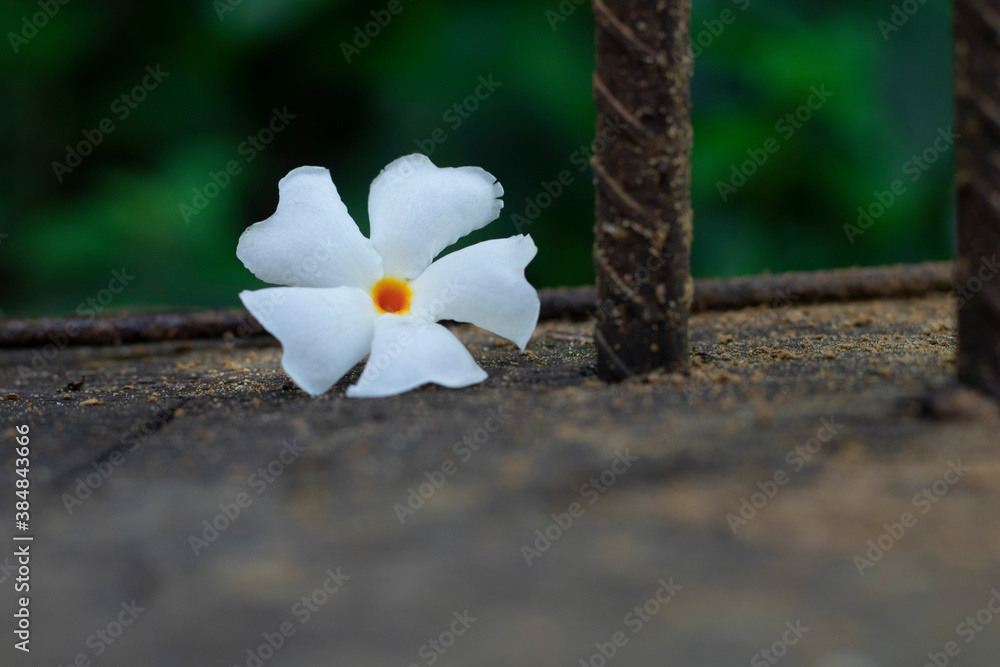 Shiuli flower, parijat flower. Night-flowering jasmine Stock Photo ...