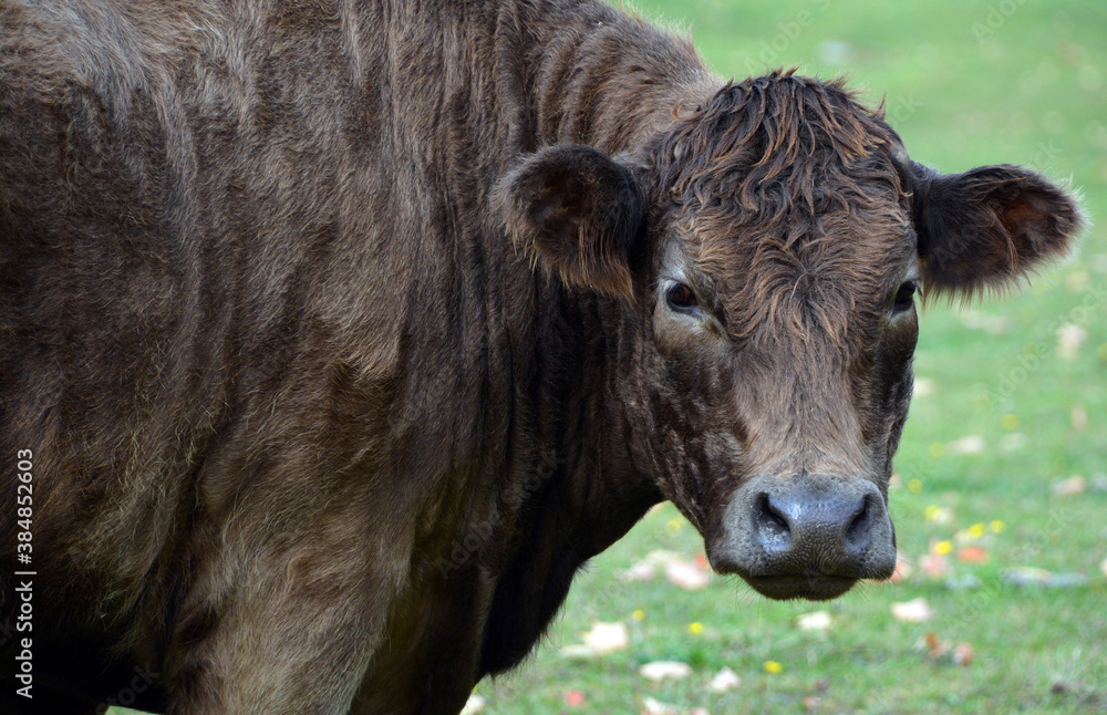 Devon is an ancient breed of cattle from the south western English ...