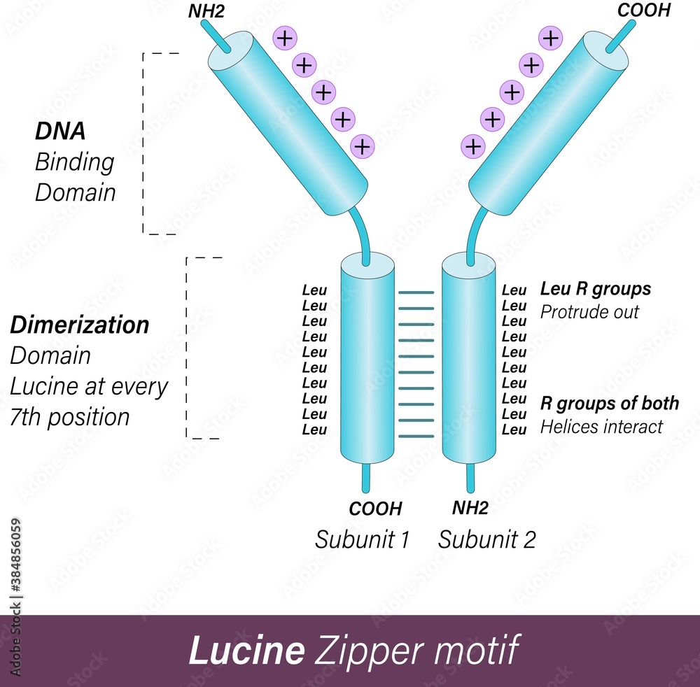 DNA binding motifs: HLH or helix loop helix motif, Helix turn helix HTH ... DNA binding motifs: HLH or helix loop helix motif, Helix turn helix HTH ...