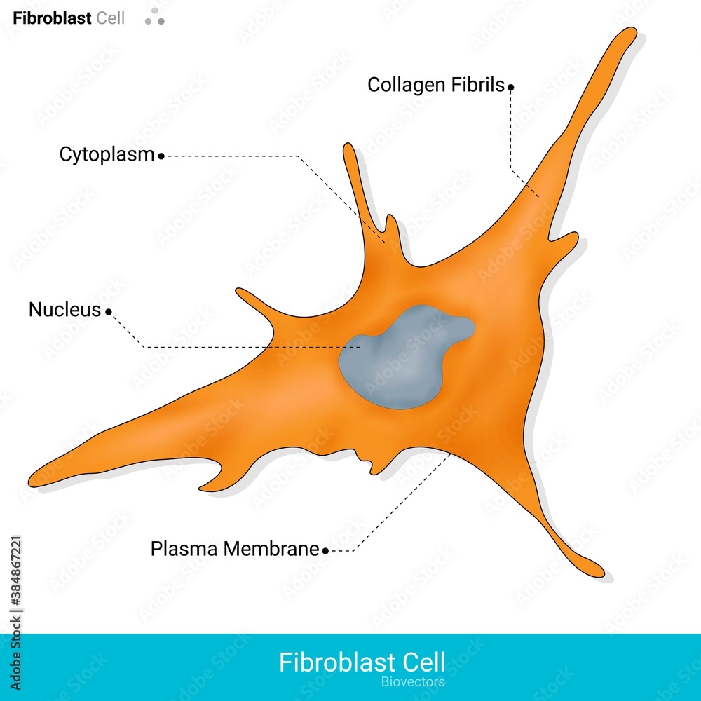 Fibroblasts Cells