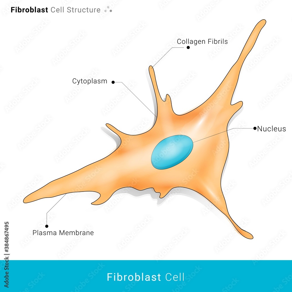 Fibroblast cell vector illustration. cell responsible for aging with collagen secretion decrease ...