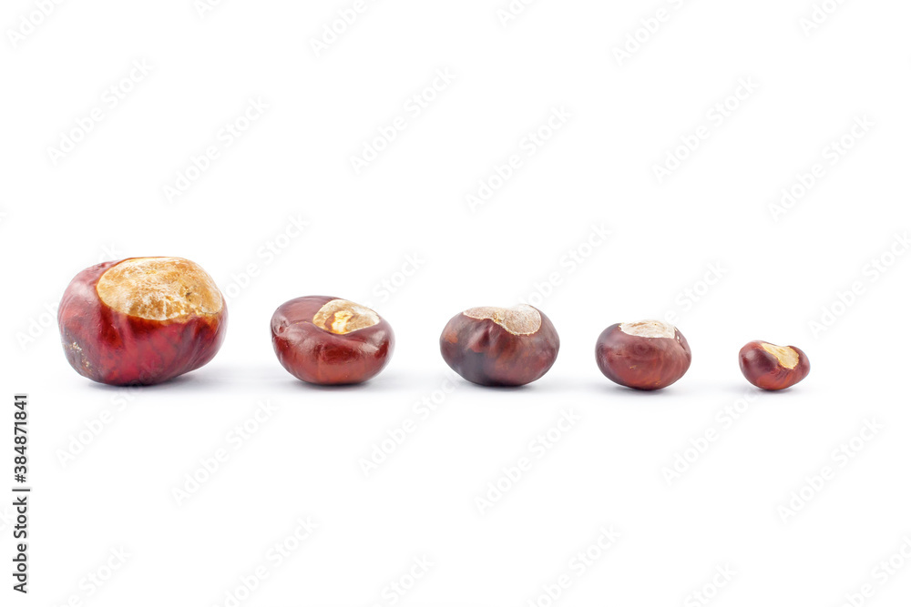 Five chestnuts (Aesculus hippocastanea), sorted according to size, lie ...