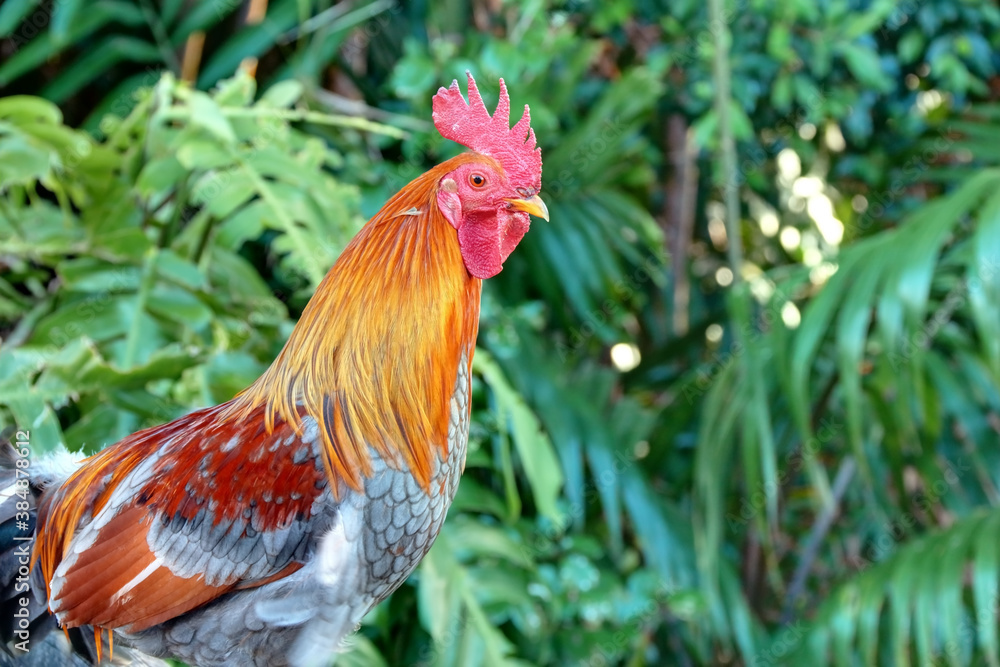 Un magnifique coq en Guadeloupe Stock Photo | Adobe Stock