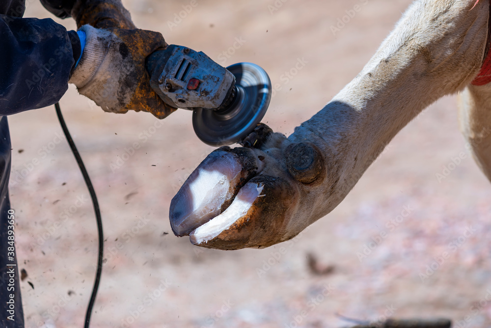Care of cow nail. Cut of worn keratin. Routine cutting activity of cows ...