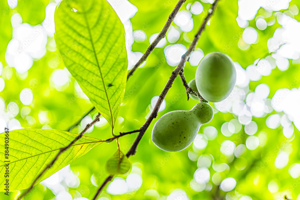 Macro closeup low angle view looking up of two unripe pawpaw fruit ...