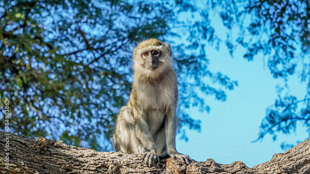 Vervet monkey in a tree in okavango delta in botswana africa on safari ...