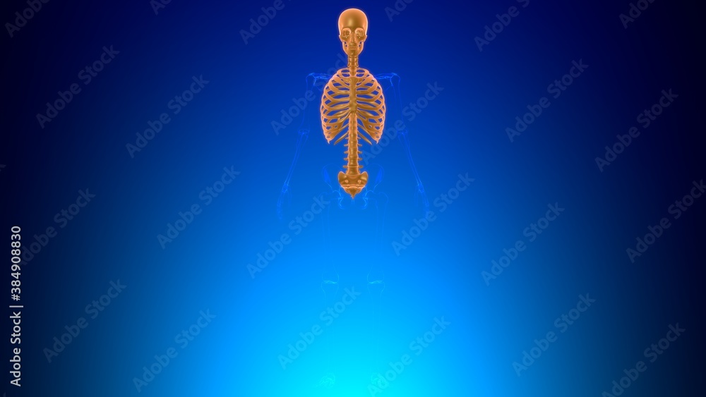 Human Skeleton Axial Skeleton Anatomy 3D Stock Illustration | Adobe Stock