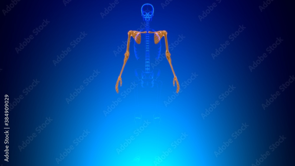 Human Skeleton Upper Limbs Anatomy 3D Stock Illustration | Adobe Stock