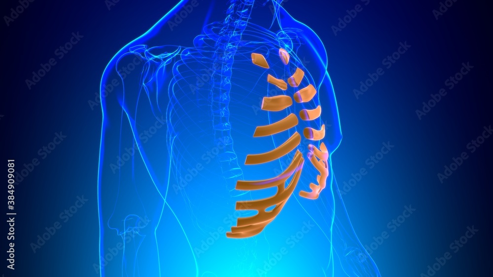 Human skeleton anatomy Costal Cartilage 3D Rendering Stock Illustration ...