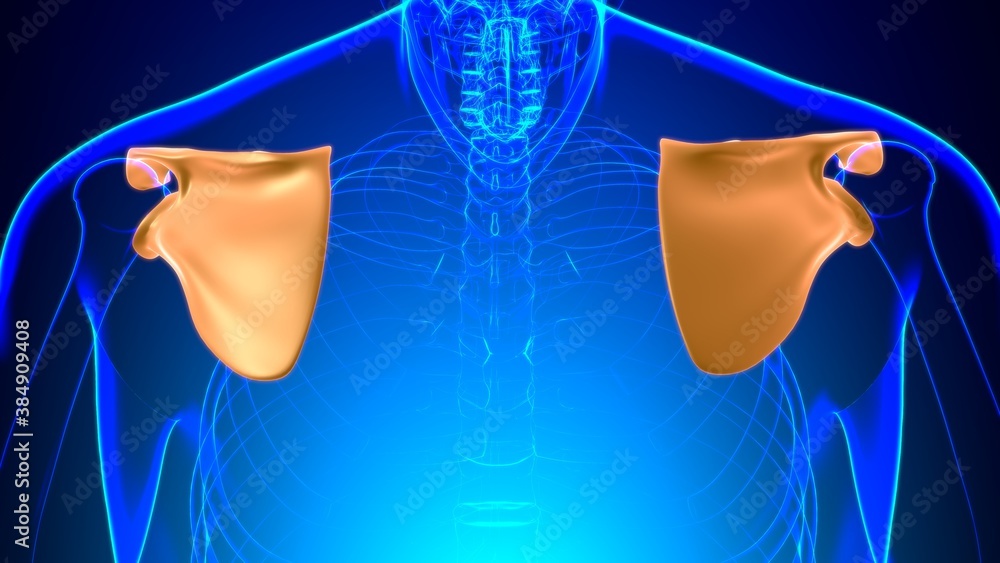 Human skeleton anatomy Scapula Bone 3D Rendering Stock Illustration ...