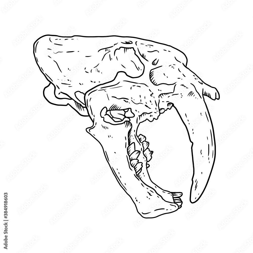 Saber tooth tiger fossilized skull hand drawn sketch image. Big feline ...