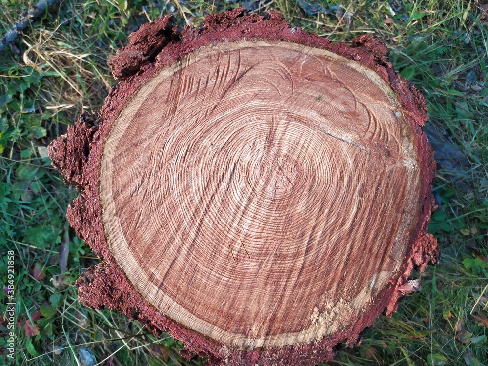 cross section of tree Stock Photo | Adobe Stock