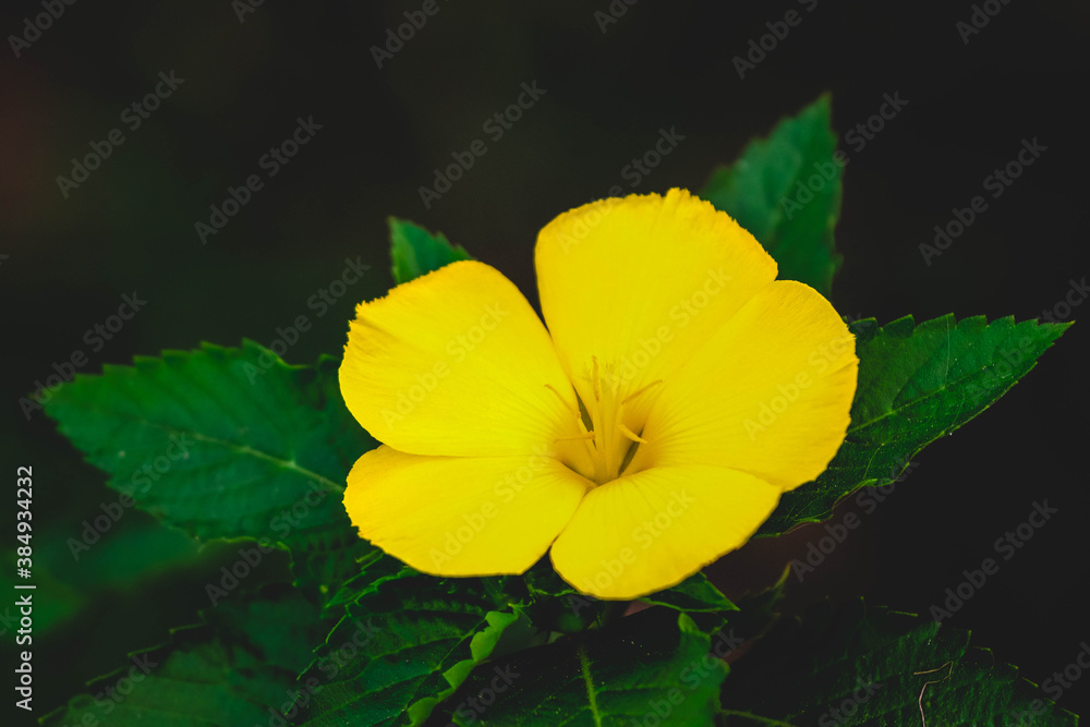 Batanes Flower Stock Photo | Adobe Stock