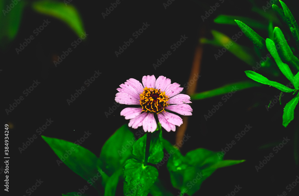 Batanes Flower Stock Photo | Adobe Stock