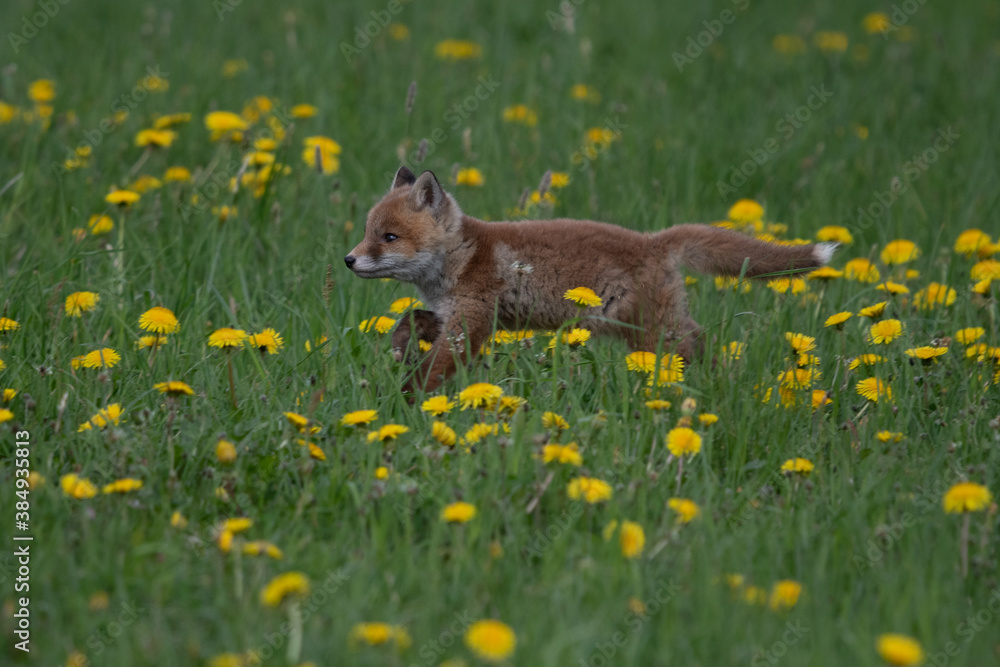 Red Fox. The species has a long history of association with humans.The ...