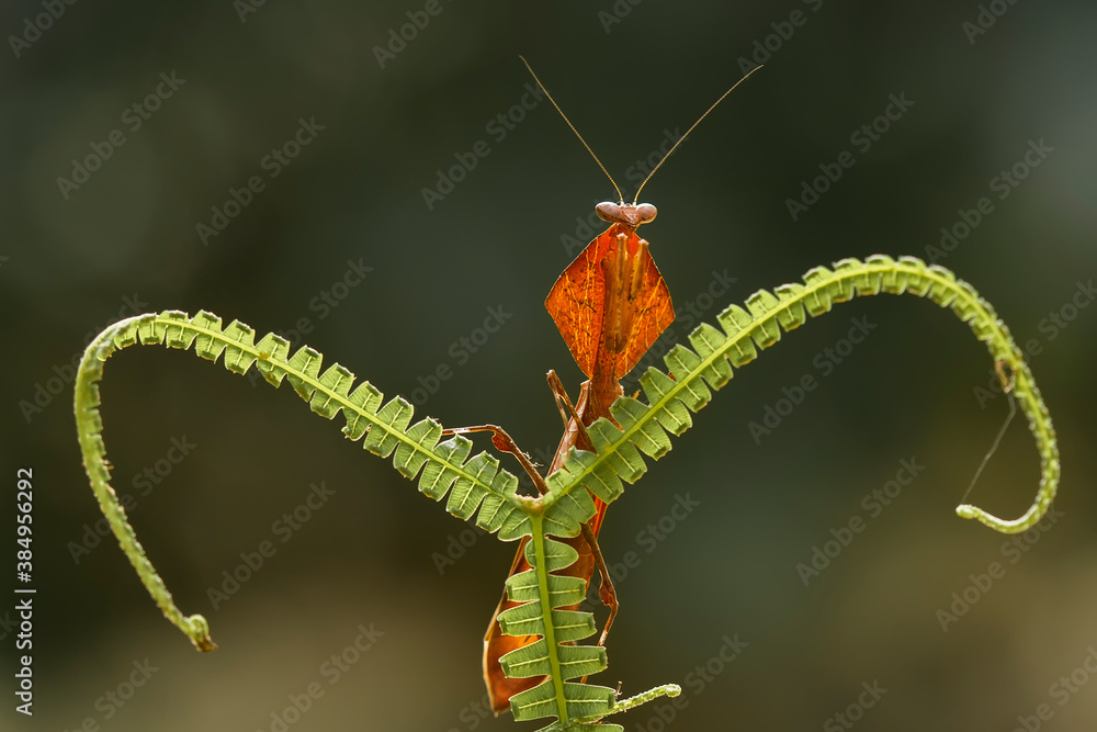 Dead Leaf Mantis is a mantis whose skin and color is like a dry leaf ...