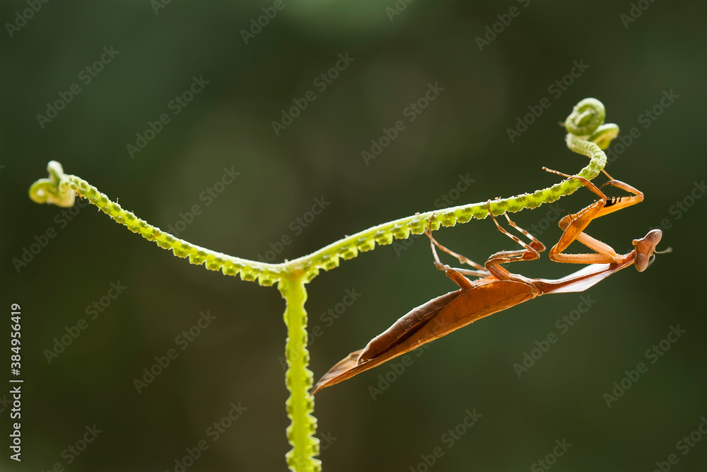 Dead Leaf Mantis is a mantis whose skin and color is like a dry leaf ...