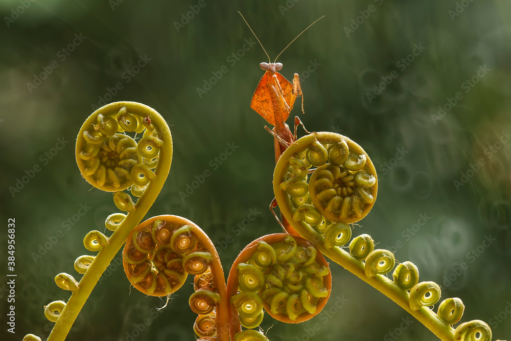 Dead Leaf Mantis is a mantis whose skin and color is like a dry leaf ...