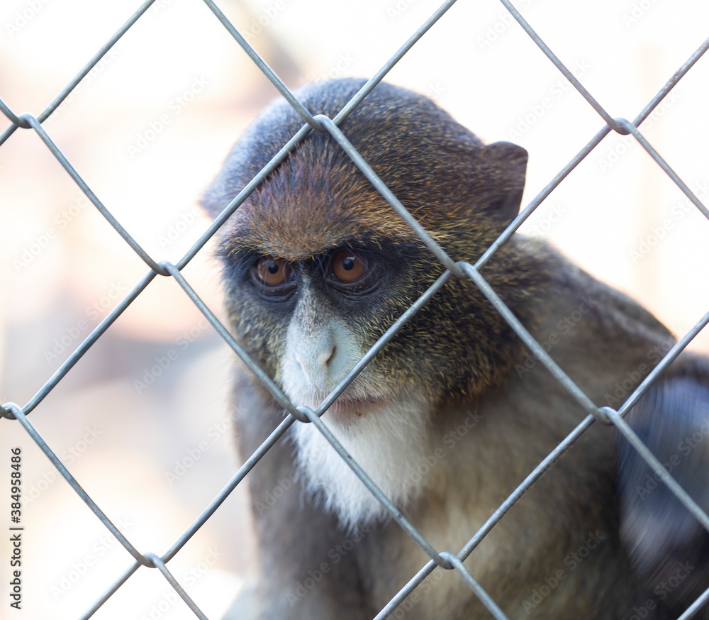 Foto de The De Brazza's monkey (Cercopithecus neglectus) is an Old ...