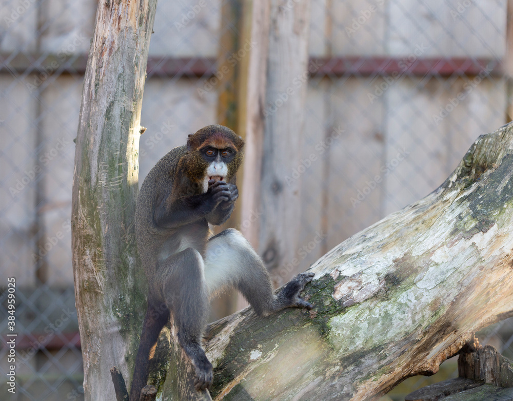 Foto de The De Brazza's monkey (Cercopithecus neglectus) is an Old ...