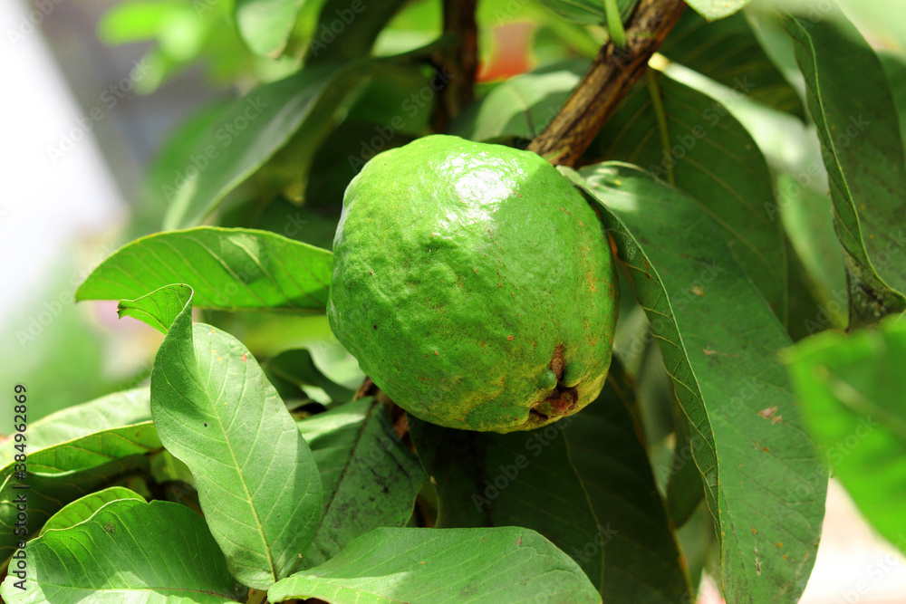 Guava fruits in a tree, Green guava fruit hanging on tree in ...