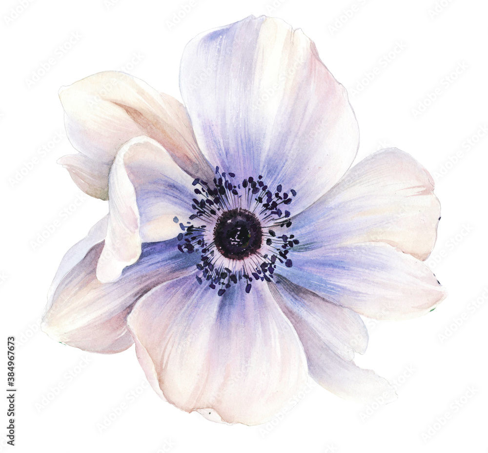 Flowers watercolor illustration. Manual composition. Big Set watercolor ...