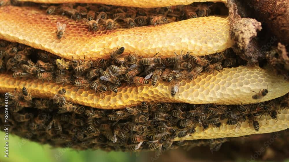 Vertical close up showing layers of a honeycomb from a colony of Apis ...