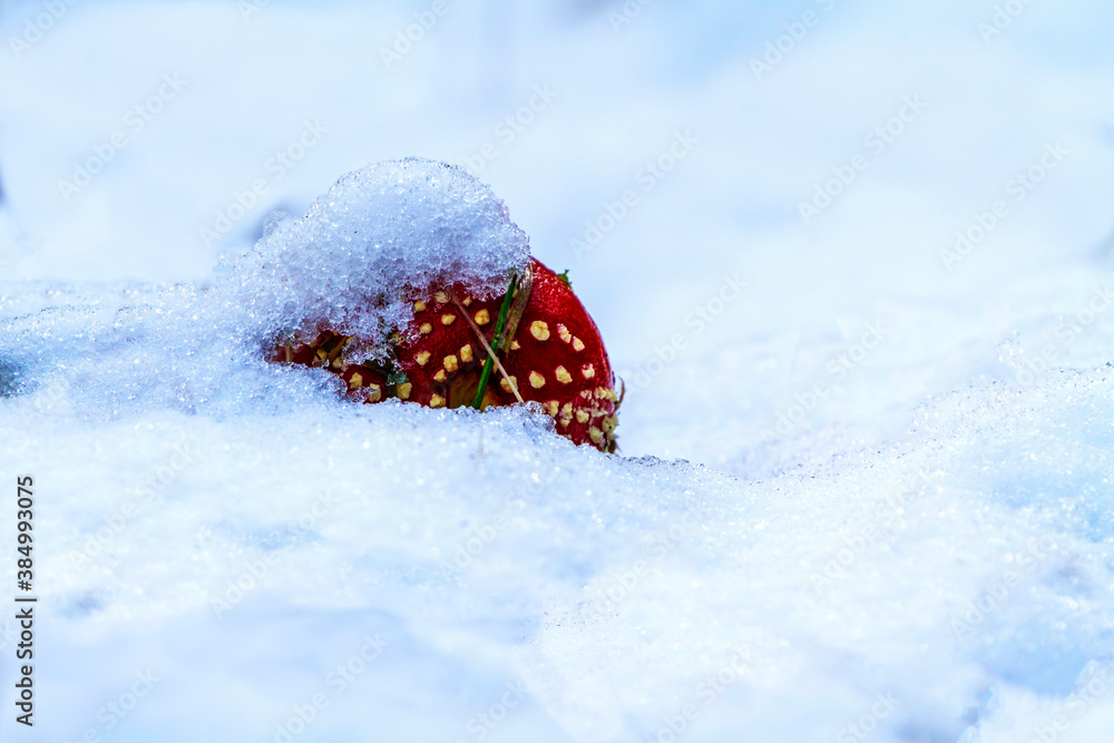 The head of a toadstool peeks out from under the snow .Close-up picture ...