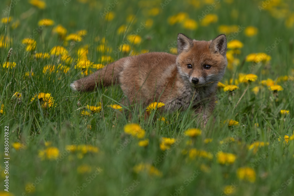 Red Fox. The species has a long history of association with humans.The ...