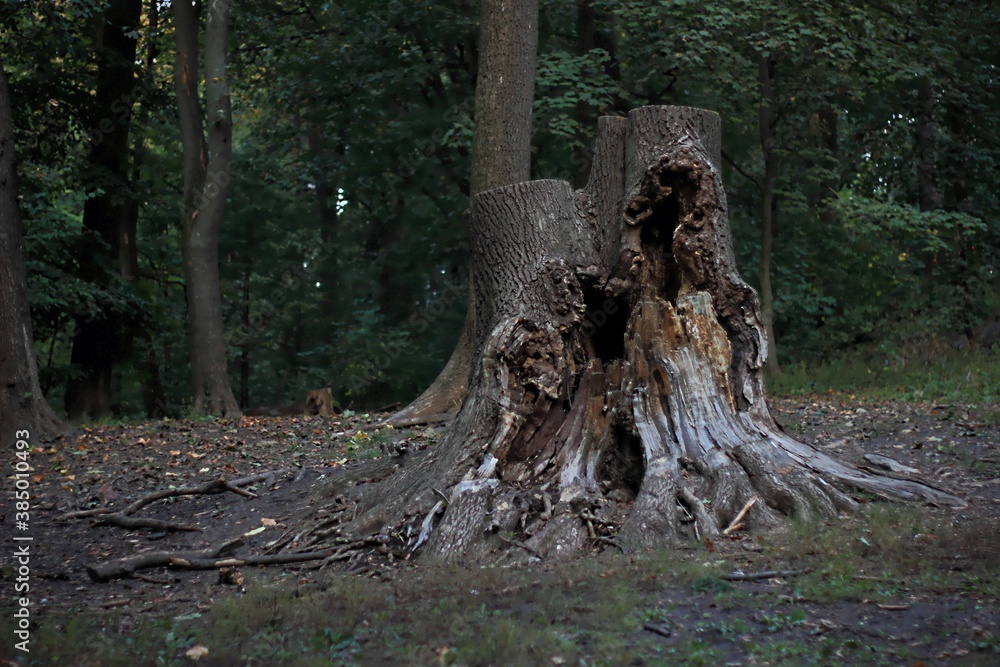 Old rotten tree stump on a blurred forest background. A huge tree stump ...