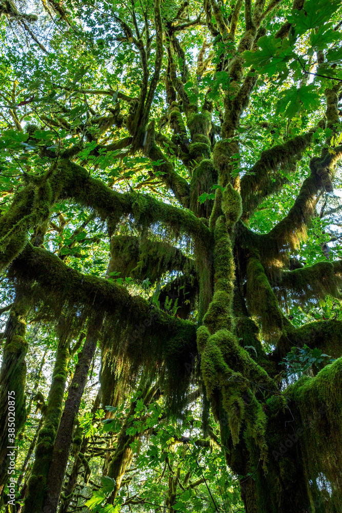 Temperate rain forest on the Maple Glade Trail, Quinault Rain Forest ...