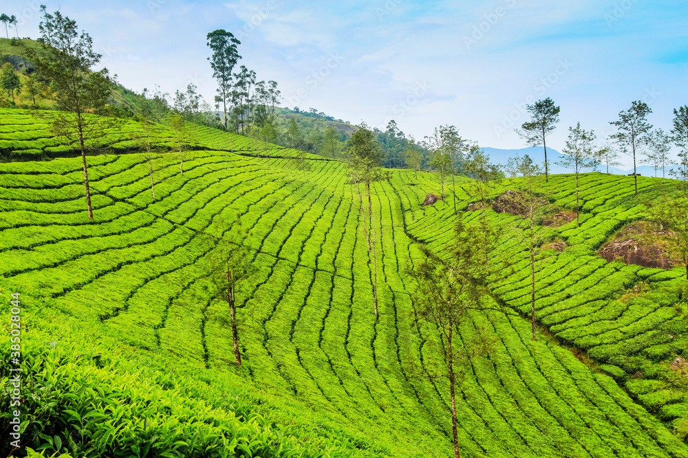 Tea bush covered slopes at Lakshmi tea estate in the Kannan Devan Hills ...