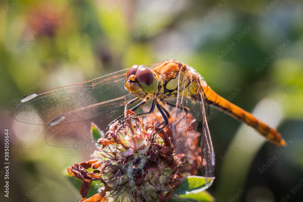 Common Darter Dragonfly drying off in the morning sunshine at Kibblesworth Brick Pools, North ...