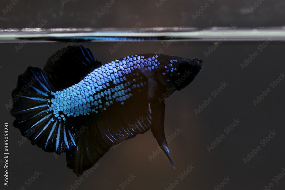 Rhythmic of Blue Black Betta fish with dark background. Duo colours ...