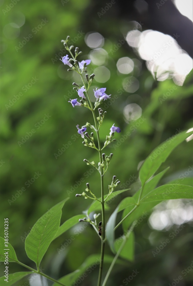 Vitex negundo, commonly known as the Chinese chaste tree or "Nishinda ...