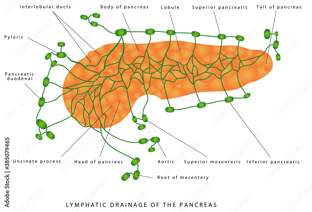 Pancreas - lymphatic drainage. Anatomy and Histology of the Pancreas ...