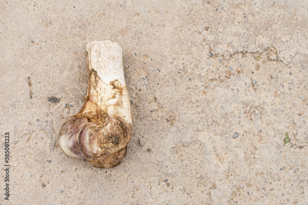 Animal bones on the asphalt. Close-up. The bones of a large animal. The ...
