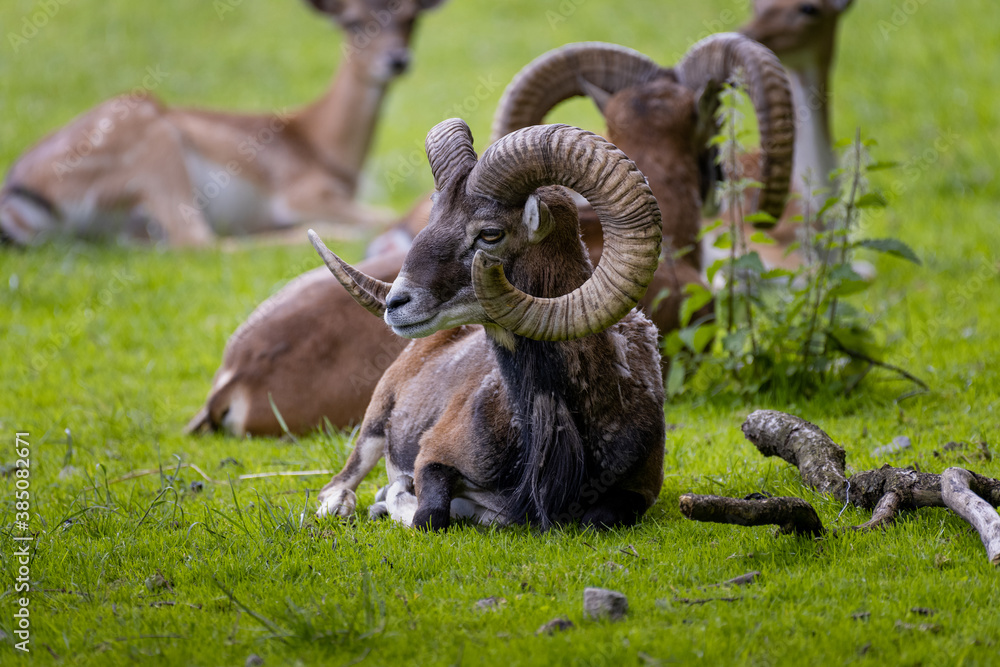 Animal Portrait of a majestic Mouflon male (Head Closeup - Ovis ...