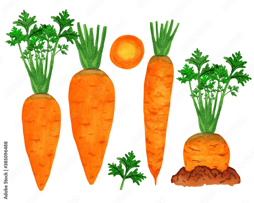 Watercolor carrot growing in the garden bed. Side view orange vegetable ...
